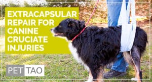 Extracapsular Repair for Dog Torn Cranial Cruciate Ligament