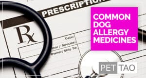 What You Need to Know About Dog Allergy Medicines