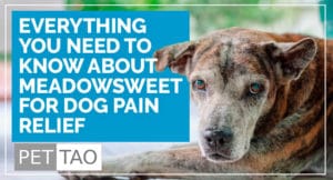Everything You Need to Know About Meadowsweet for Dogs