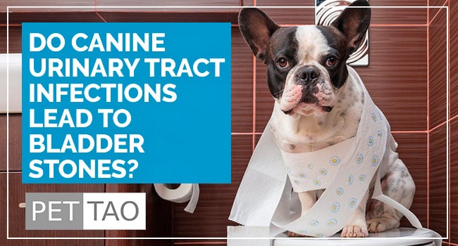 Canine Urinary Tract Infections Lead to Stone Formation