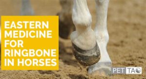 Ringbone in Horses: The 5 Best Eastern Treatments